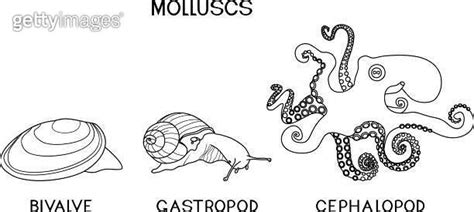 Coloring Page With Three Types Of Molluscs Cephalopod Gastropod