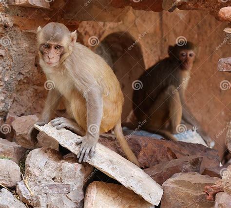 The Bonnet Macaque Macaca Radiata Stock Image Image Of Face Endemic
