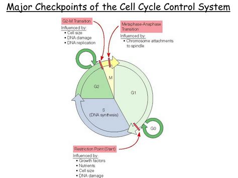 Solution Cell Cycle Regulation Studypool