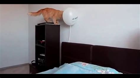 Кот лопнул шарик - YouTube