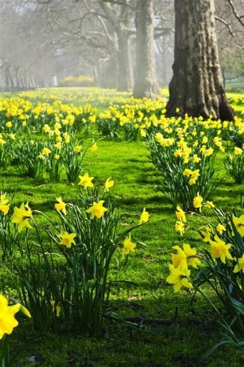 Pin By Tina Horn On Daffodil Days Daffodils Spring Flowers