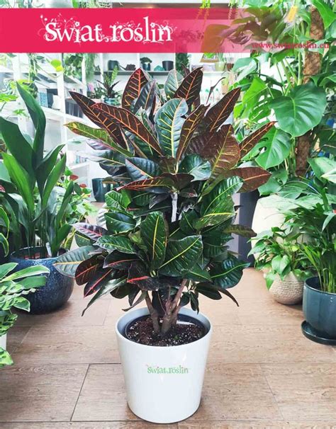 Kroton ‘Petra’ Croton, Codiaeum, Świat Roślin sklep z roślinami