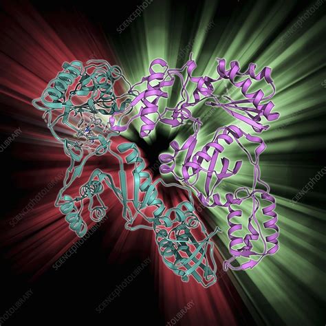 Reverse Transcriptase And Inhibitor Stock Image F009 6255 Science