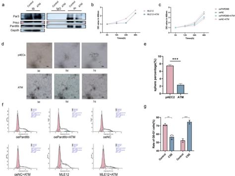 The Par6b Prkci Par3 Complex Influences Alveolar Regeneration In