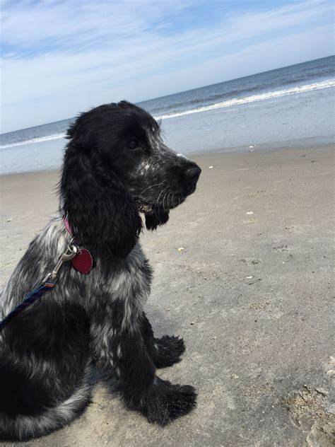 Blue Roan English Cocker Spaniel At The Beach Cocker Spaniel Dog