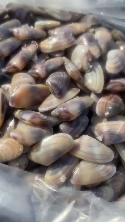 ام الخلول😍 Youtube