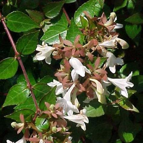 Abelia - Fine Gardening