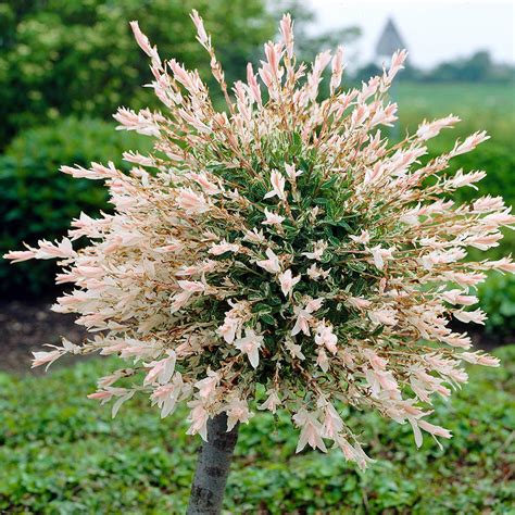 Salix integra 'Hakuro-nishiki' Flamingo Willow 90cm Standard Tree in a ...