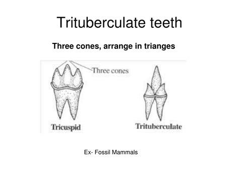 Ppt Dentition Teeth Of Mammals B Sc Ii Powerpoint Presentation