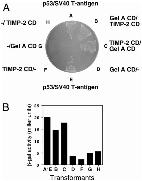 Yeast Two Hybrid Analysis Demonstrates The Interaction Between The C