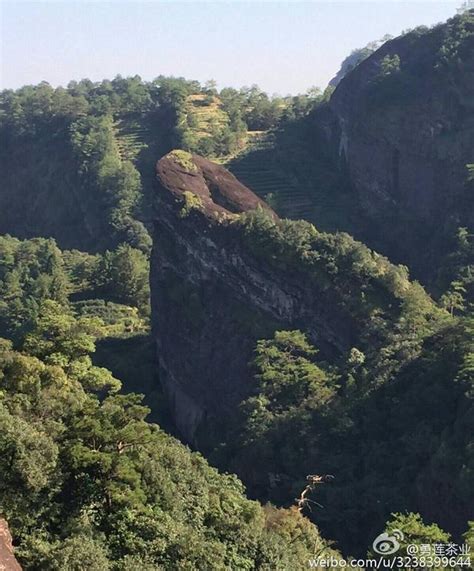 武夷岩茶有「毒」 每日頭條