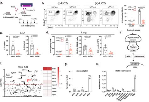 Mc5r Expression In Mouse Ilc2s Ad Adoptive Transfer Of Ilc2s Into