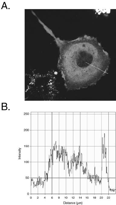 Localization Of Egfp Ptp Pest In Live Cells During Apoptosis Hela299