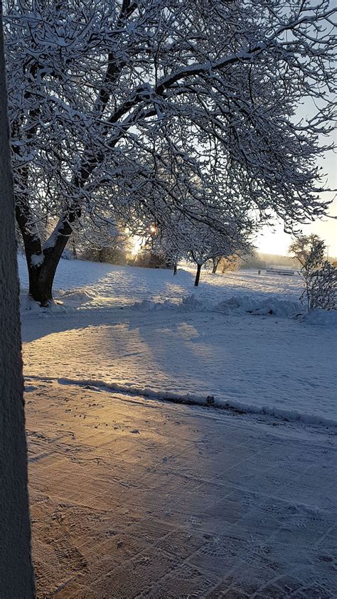 Winter Morning Sun Free Photo On Pixabay Pixabay