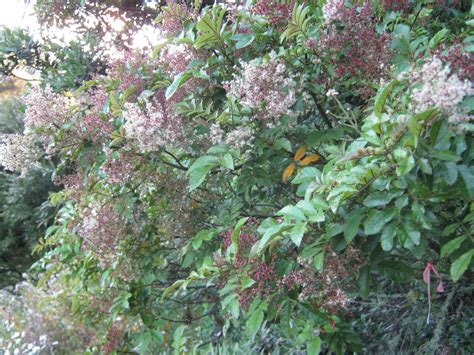 Nz Small Trees The Trees And Flowers Of Whangarei
