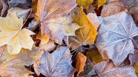 Herbstanfang Statt Altweibersommer Wettermodell Prophezeit Eisige