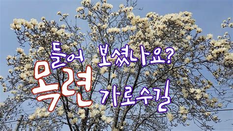 목련 가로수길 우아한 백목련 고상한 봄 꽃 축제 목필화 북향화 목련화 가로수 Youtube