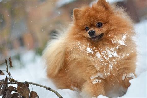 Фотография шпица собака Рыжий снегу смотрит Животные | Pomeranian puppy ...