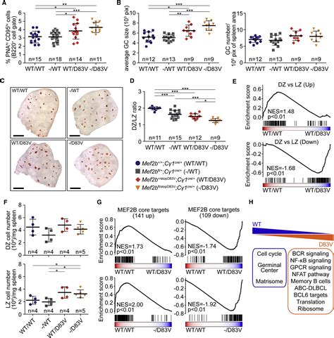 Mef2b Instructs Germinal Center Development And Acts As An Oncogene In