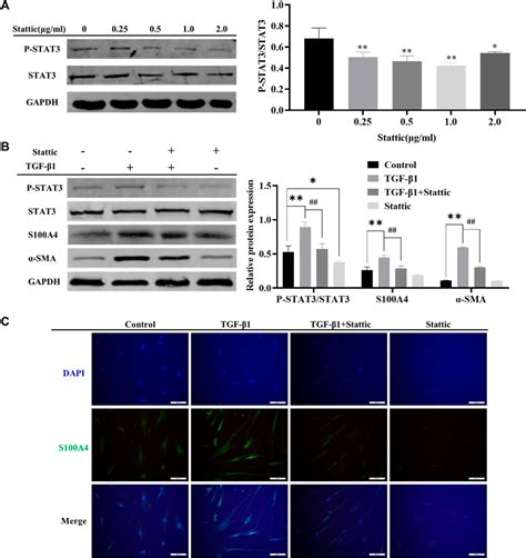Metformin Attenuates Fibroblast Activation During Pulmonary Fibrosis By
