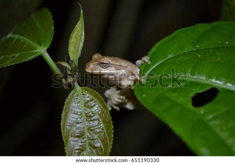 2 Imagens Fotos Stock Objetos 3d E Vetores De Common Tink Frog Shutterstock