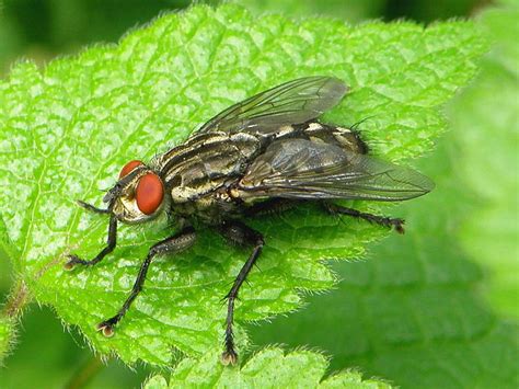 Mucha Domáca Mucha86