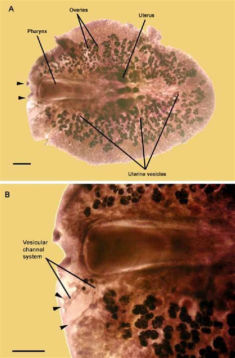 Figure 2 From First Description Of Deep Sea Polyclad Flatworms From The North Pacific