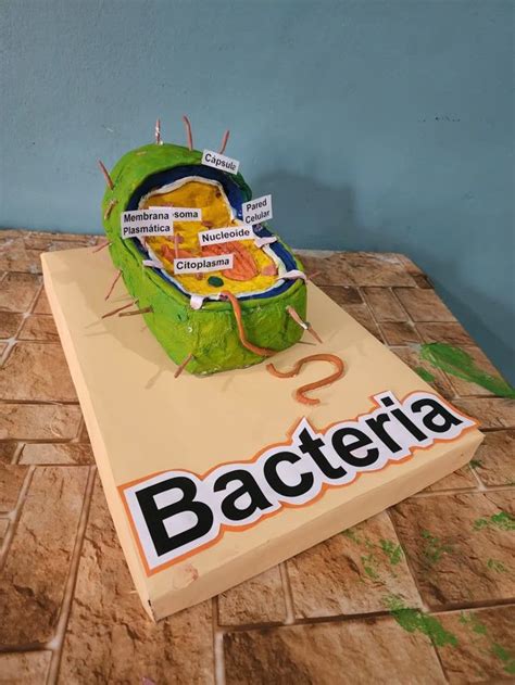 Maqueta De Partes De La Bacteria Maquetas De Celulas Juegos De
