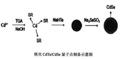 水溶性碲化镉硒 硫化锌量子点CdSeTe ZnS表面为羧基含PEG链 UDP糖丨MOF丨金属有机框架丨聚集诱导发光丨荧光标记推荐西安齐岳生物