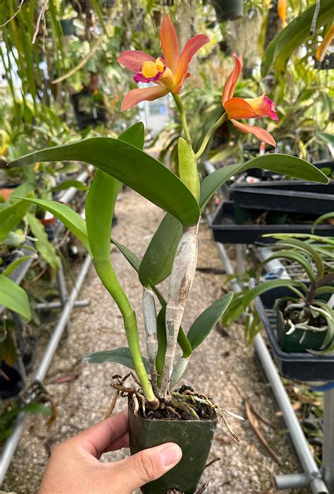 Florida Orchid House Cattleya Alliance