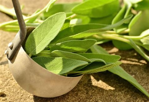 7 Beneficios Y Usos De La Salvia
