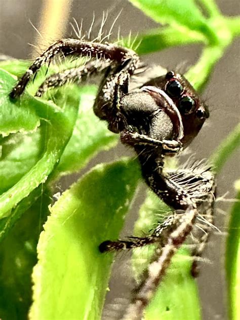 The Friendly Jumping Spider