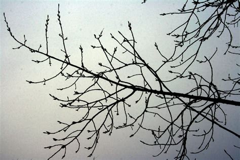 Free Tree Branch Textures Digital Photography Hobbyist