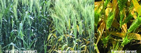 Rust Resistant Wheat Hybrids Produced By Crossing Rust Sensitive Male