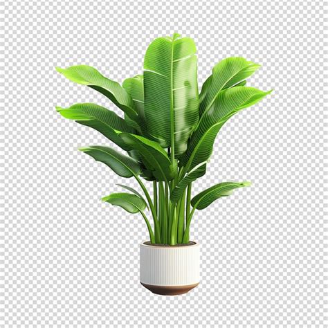 투명한 배경에 고립된 열대 식물 Png 프리미엄 Psd 파일