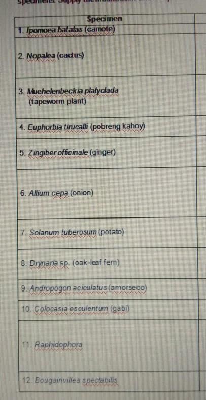 solved type of modified stems of these specimen and their