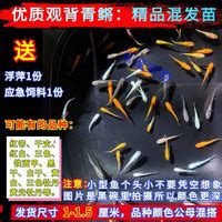日本石龟水龟中的游泳健将你该怎么养 水族 什么值得买