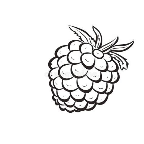 Raspberry Fruit Berry Outline Vector Icon Drawing Monochrome