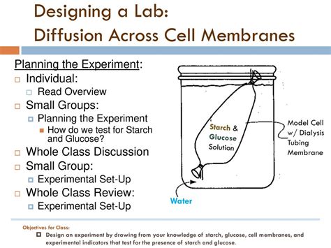 Movement Across Cell Membranes Ppt Download