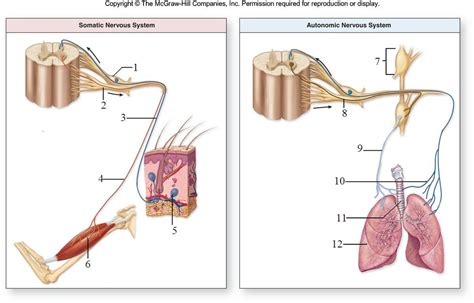 Somatic Nervous System Pathway