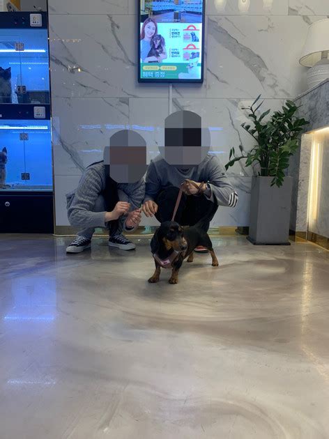 공덕 2021 0065 닥스훈트 마쿤 책임분양 렉돌분양가격 브리숏분양가격 브리티시숏헤어분양가격 러블분양가격 티컵비숑프리제분양 티컵포메라니안분양 티컵말티즈분양 티컵말티푸