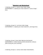 Worksheet Staining 19 Docx Staining Lab Worksheet 1 Staining Essay1 S Aureus Gram Stain