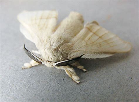 Cute Silkworm Moth D Scrolller