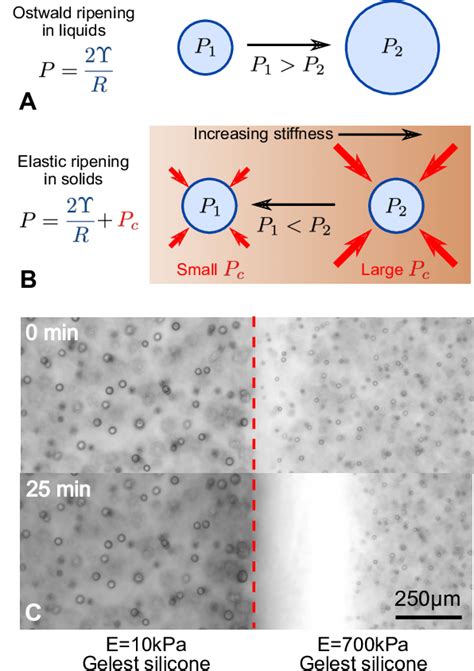 Ostwald Ripening In Liquids And Elastic Ripening In Polymer Networks Download Scientific