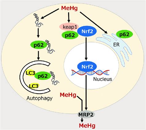 P62 Mediated Signaling Pathways Against Mehg Exposure Download