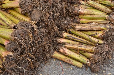 Rootstock Meaning