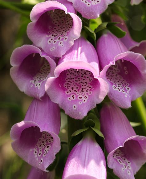 Digitalis Purpurea Dalmatian Purple Hayloft