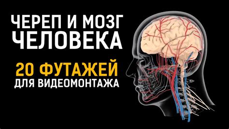 Череп и мозг человека футаж Youtube