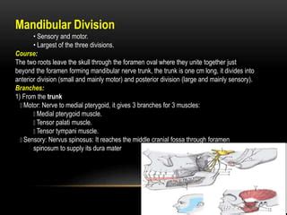 Trigeminal PPTX Ear Nose And Throat Conditions Diseases And Conditions