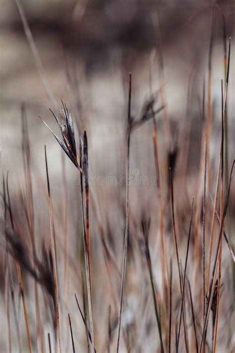 Closeup Of Growing Black Rapier Sedge Stock Image Image Of Nature